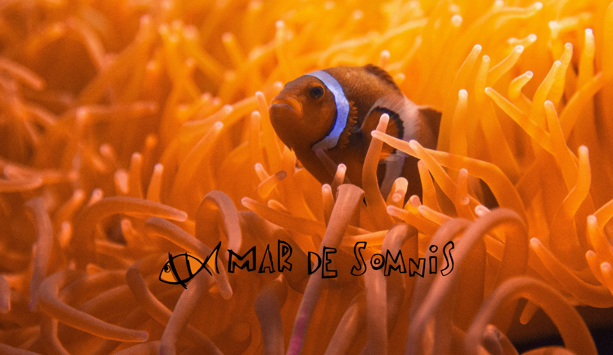 Mar de Somnis - Associació d'epilèpsia